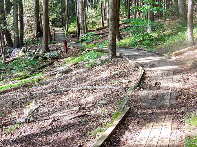 The wooden boardwalk keeps your feet dry while letting you explore wetlands without needing hip waders or regrets.