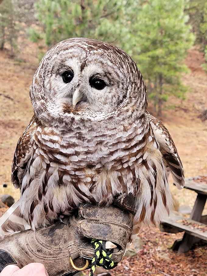 Wildlife rehabilitation brings you face-to-face with nature's residents who occasionally need a helping hand.