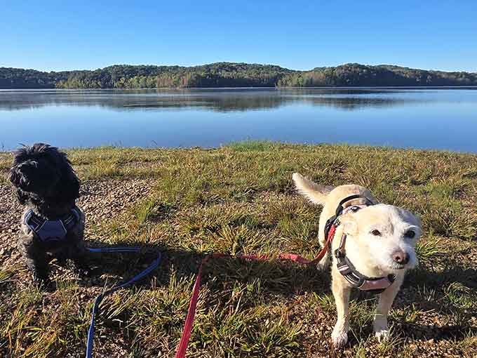 Even the dogs know they've found paradise, and they're usually pretty honest critics of vacation destinations.