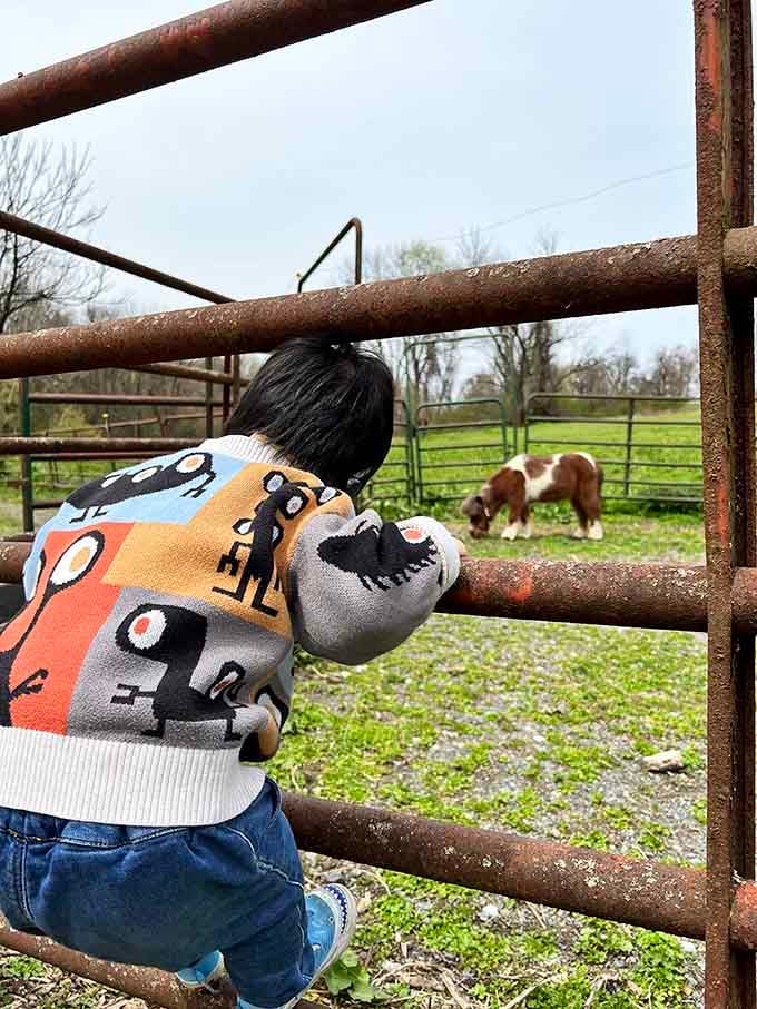 Young guests discover the joy of meeting gentle ponies, creating memories that'll last far beyond the weekend.