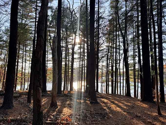 Sunlight filtering through tall pines creates cathedral-like moments that no architect could ever design better.