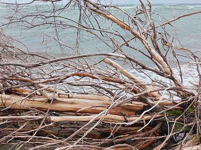 Driftwood scattered along the shore tells stories of journeys we'll never fully understand but appreciate anyway.