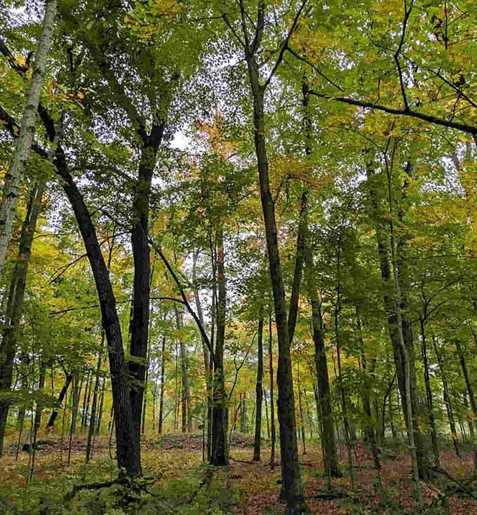 Mature oaks create the perfect canopy for exploring, offering shade in summer and spectacular color come autumn.