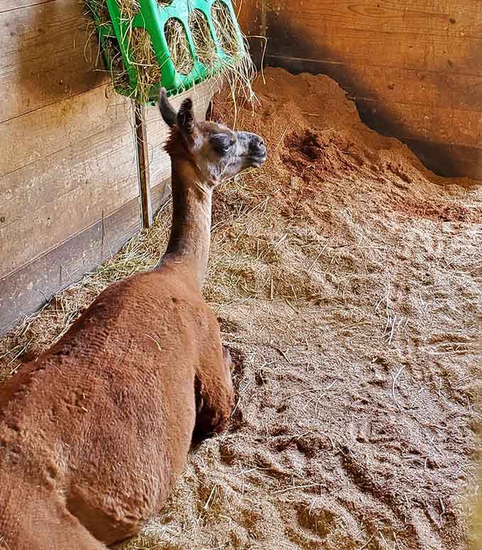 An alpaca enjoying breakfast in their barn, proving that even rescue animals appreciate a good meal in comfortable surroundings.