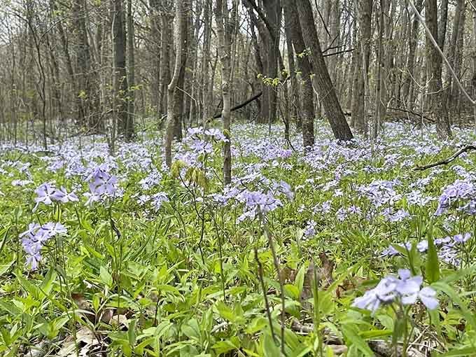 Spring wildflowers carpet the forest floor in delicate purple, creating Instagram-worthy scenes without the crowds or filters.