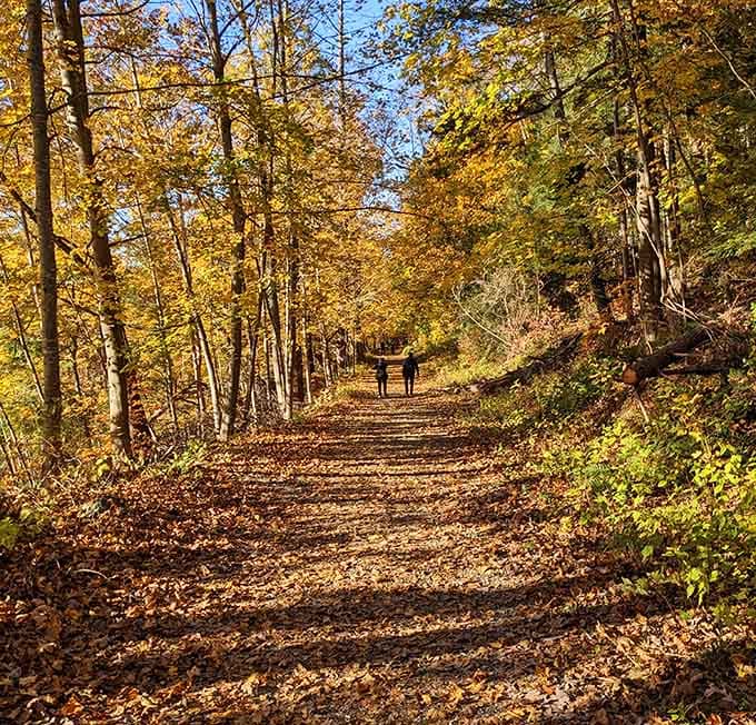 Autumn trails carpeted in leaves create the kind of walking experience that makes crunching sounds oddly satisfying.