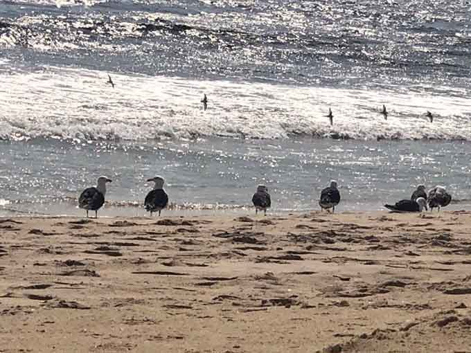 The local committee gathers for their daily meeting, discussing important matters like french fries and territorial beach rights.