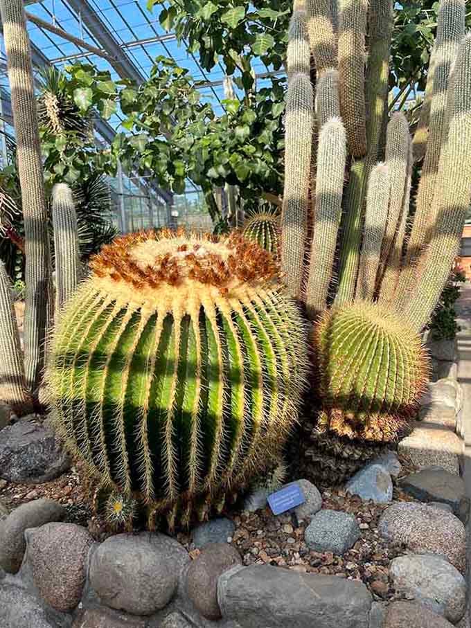 These cacti are basically nature's way of saying "look but absolutely, positively don't touch, friend."