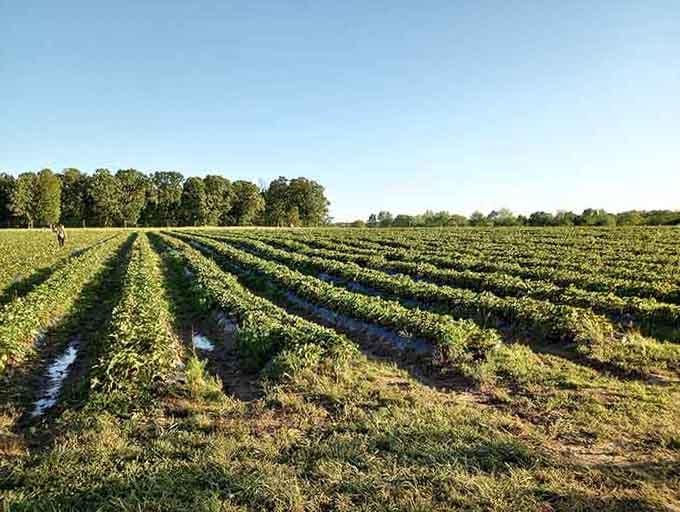 Morning light illuminates strawberry rows that seem to go on forever, each one promising sweet rewards ahead.
