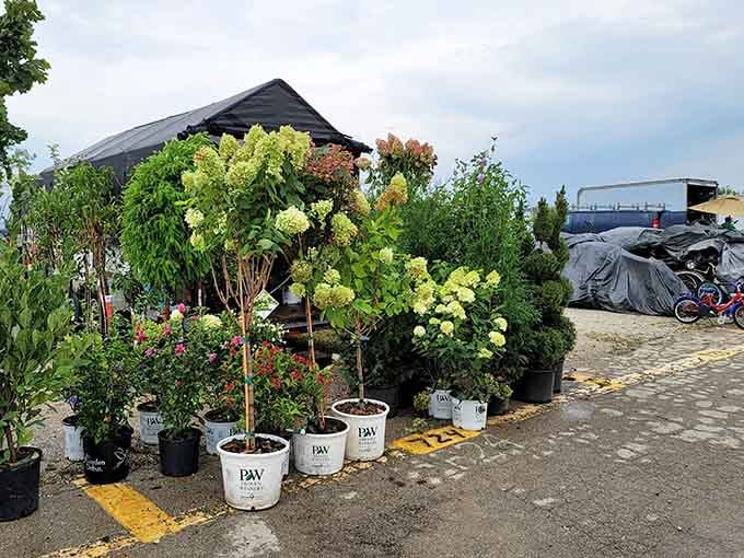 Flowering plants and greenery bring life to the market, tempting even those cursed with the blackest of thumbs.