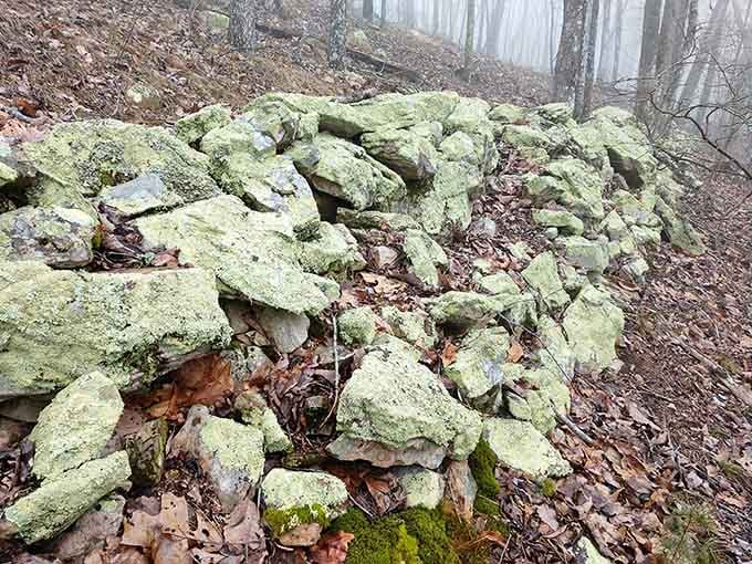 Lichen-covered stones scattered through the forest tell stories of ecosystems thriving in quiet harmony for centuries.