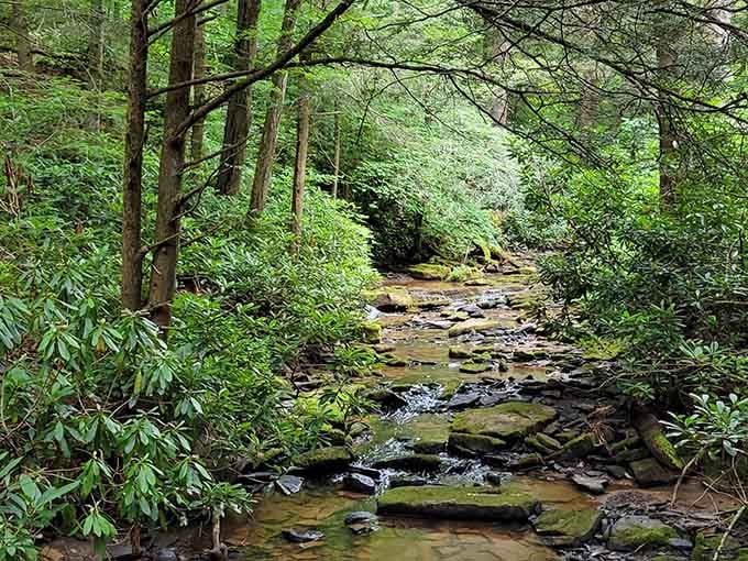 A gentle stream winds through rhododendrons, creating nature's own soundtrack that no playlist can match or improve upon.