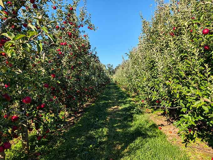 Apple orchards stretch in perfect rows, promising fresh fruit and the kind of autumn day that makes you believe in seasons.