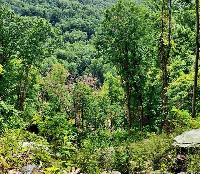 The view from above the rock wall reveals layers of green forest stretching out like nature's own multilevel parking garage.
