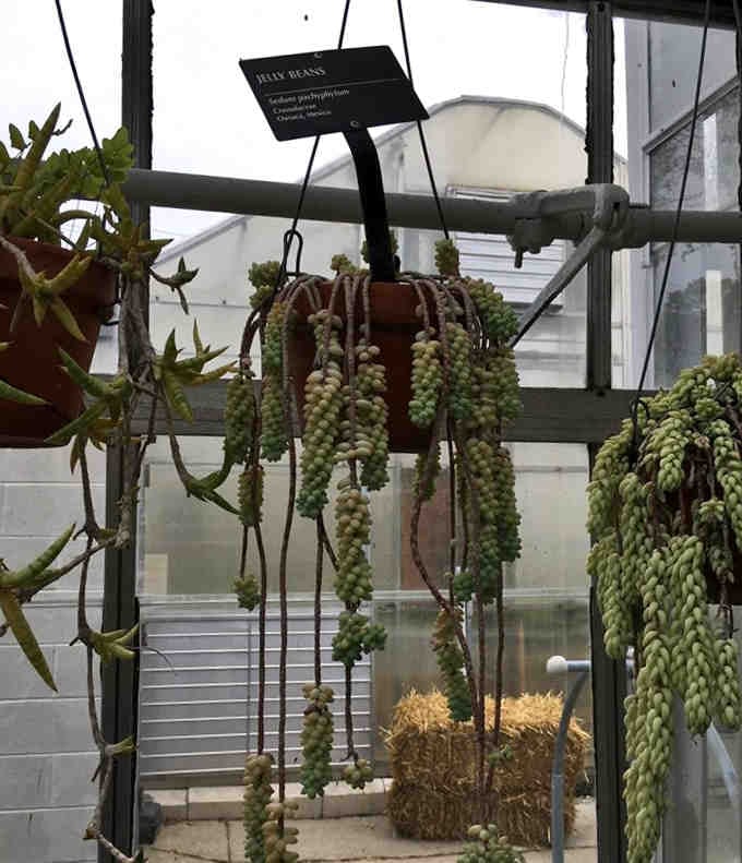 Jelly bean succulents dangle like nature's candy, tempting but definitely not for tasting or touching.