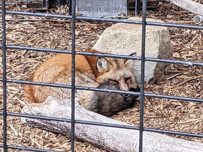 Red foxes napping peacefully, looking like they belong in a luxury pet catalog.