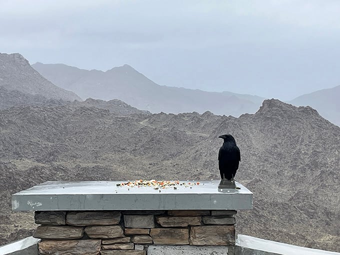 Even the local wildlife stops to admire the view, though this crow seems unimpressed by tourists.