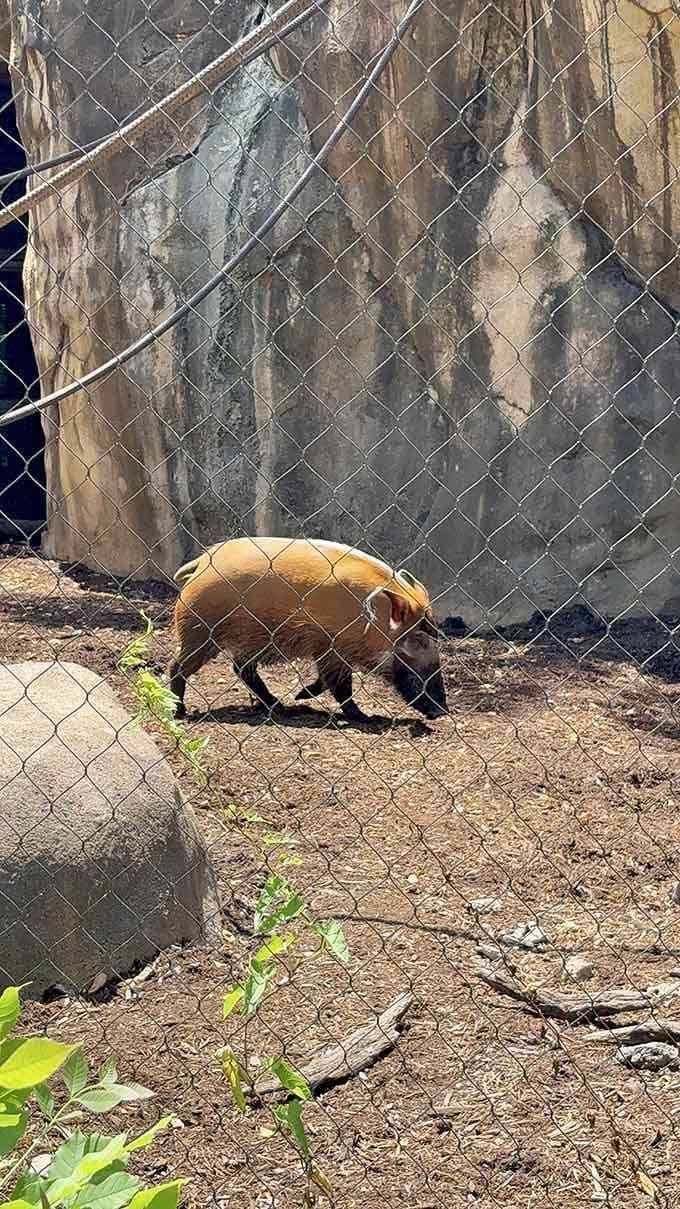 The Red River hog strutting around like it just won best in show at the county fair.