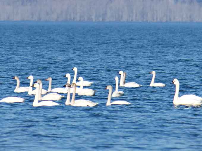 A flotilla of swans gliding across Lake Phelps like they own the place, which honestly, they kind of do.