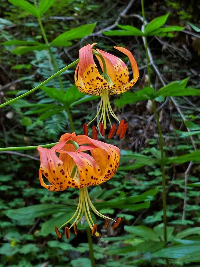 These wild lilies bloom like tiny chandeliers, bringing unexpected elegance to the forest floor below them.