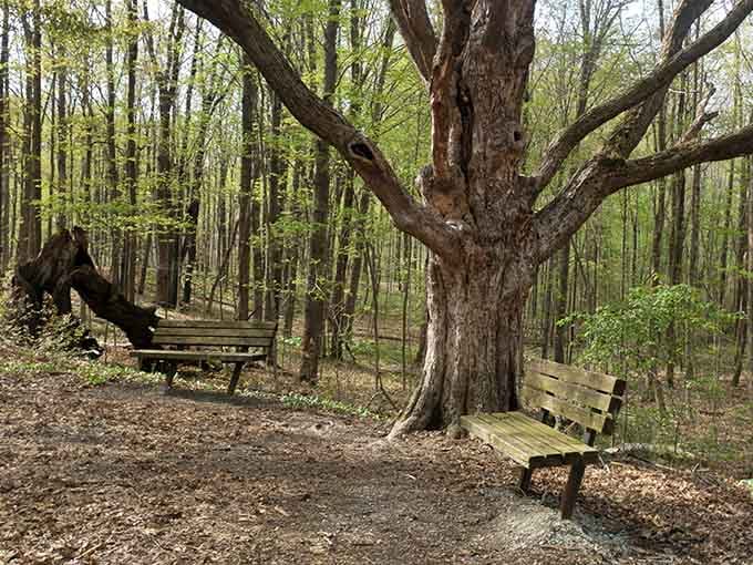 Two benches under a gnarly tree create the perfect spot for contemplating life's important questions, like lunch.