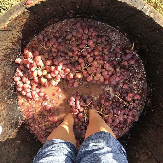 Grape stomping brings out your inner Lucy Ricardo, minus the black-and-white television and the explaining to do.