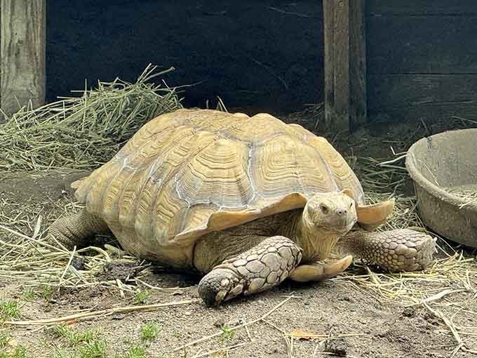 This ancient tortoise moves at his own pace, reminding us that slow and steady really does win the race.