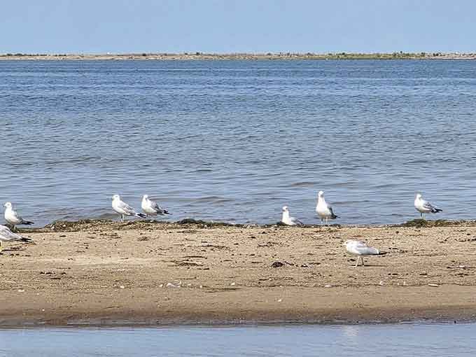 The local seagull committee holds daily meetings on the shore, probably discussing important matters like french fry distribution strategies.