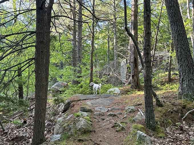 Even four-legged explorers approve of these trails, where every tree trunk offers fascinating new information to investigate thoroughly.