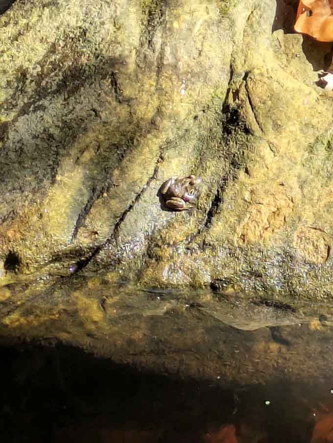 Local wildlife enjoys the cool rock faces and clear water as much as visiting hikers do.