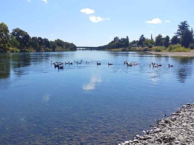 Ducks glide peacefully along the Sacramento River because even waterfowl know a good retirement spot when they see one.