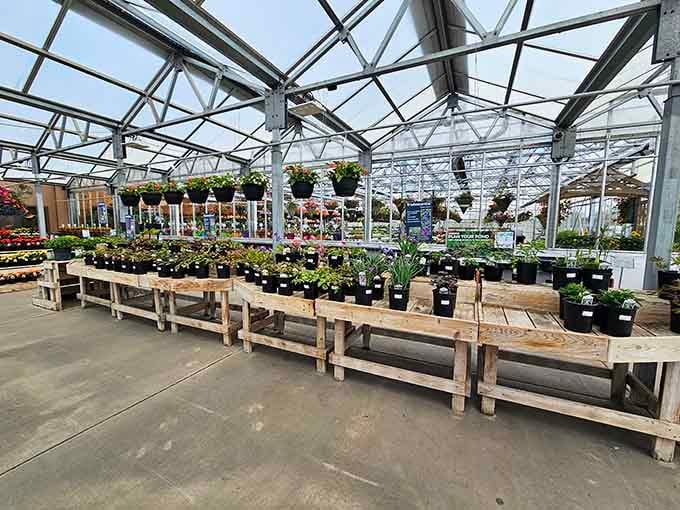 Greenhouse rows overflow with botanical possibilities, offering gardeners the kind of selection that turns yards into personal paradises.