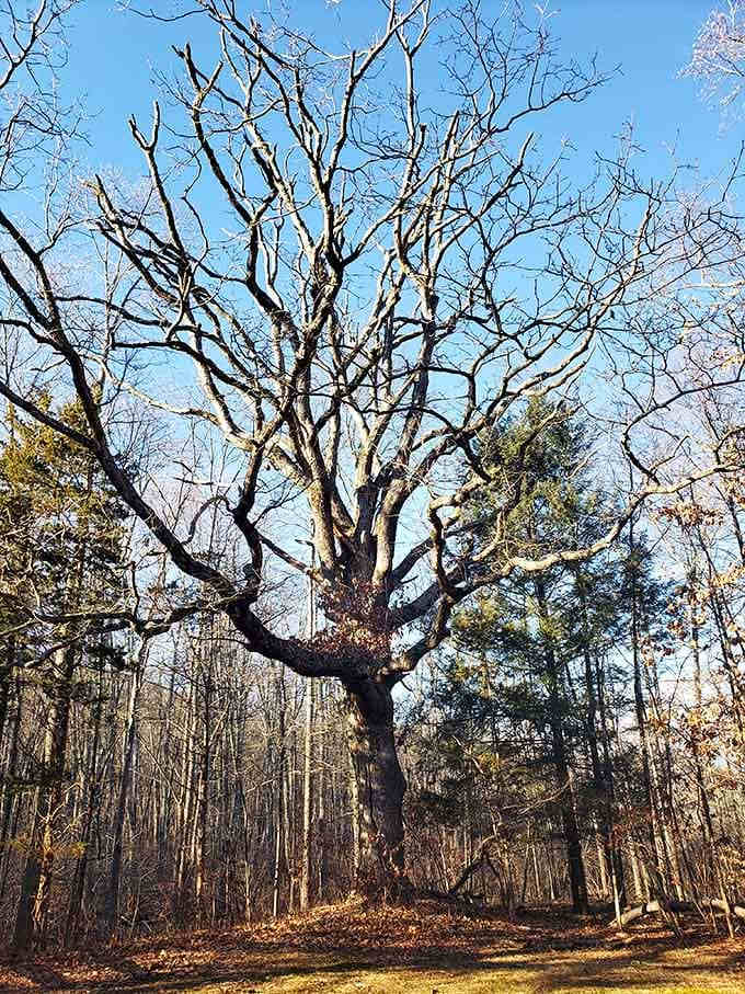 This towering tree reaches skyward with bare branches like nature's own cathedral ceiling against the blue Connecticut sky.