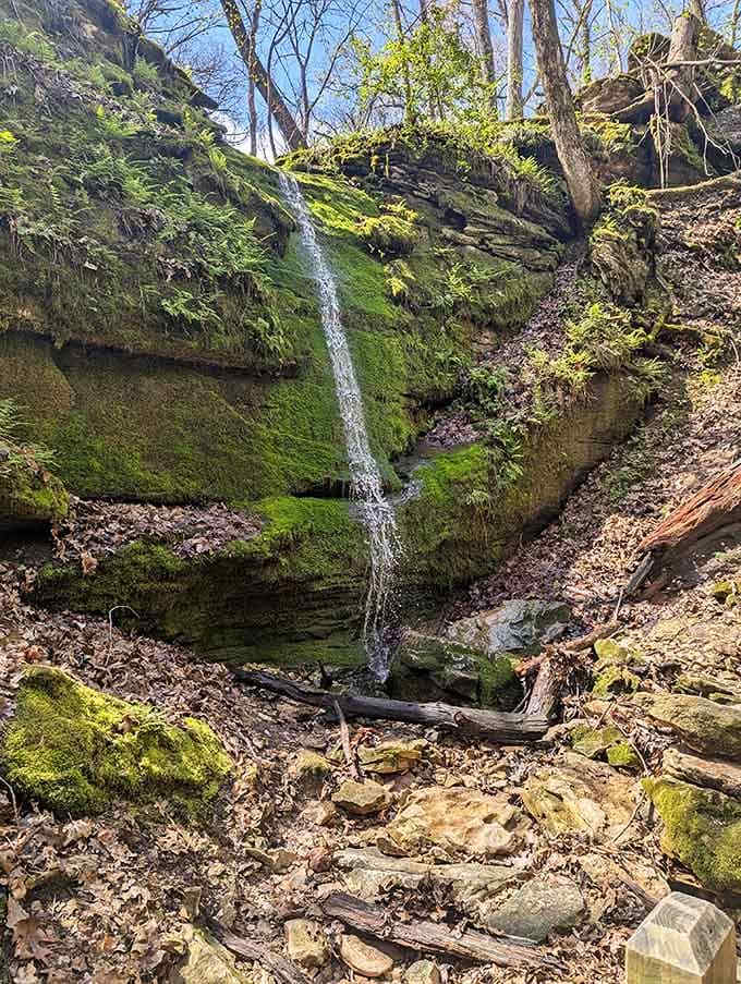 A delicate waterfall trickling over moss-covered rocks, nature's version of a zen garden water feature.