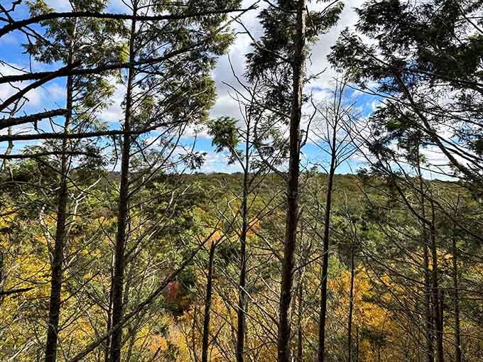 Trees framing distant hills like nature's own picture window, no curtains or cleaning required here.