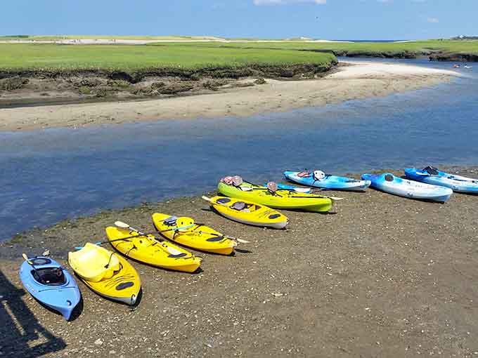 Colorful kayaks lined up like a rainbow waiting to explore the calm waters where seals occasionally pop up to photobomb.