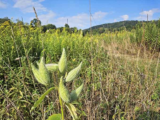Milkweed pods stand ready to launch their seeds on adventures we can only dream about.