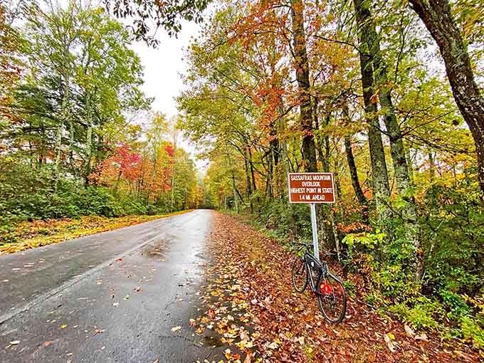 Autumn paints every tree a different shade, creating a color palette that puts art galleries to shame.