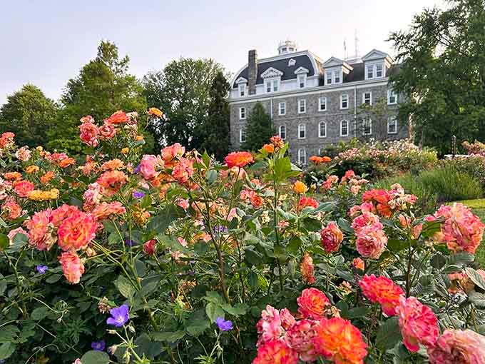 Peachy-pink roses frame the historic stone building, proving that some color combinations never go out of style.