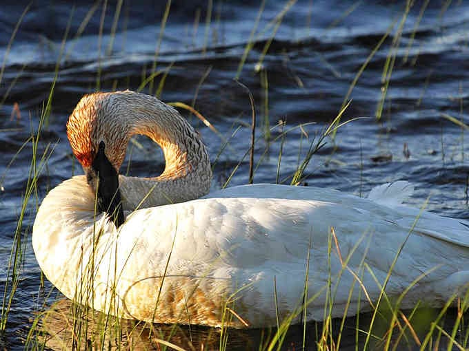 The trumpeter swan catches morning light like a living sculpture, reminding us why wildlife photographers never sleep in.