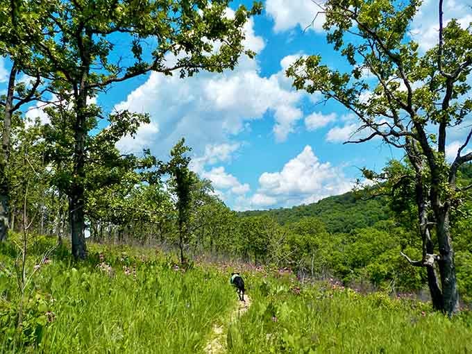 Even four-legged hikers appreciate a good trail, leading the way with obvious enthusiasm and purpose.