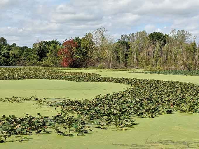 The marsh's aquatic vegetation creates a green carpet that's vital habitat, not just a pretty backdrop.