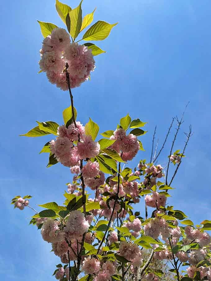 Cherry blossoms against blue sky create a scene so perfect it almost seems photoshopped, but it's gloriously real.