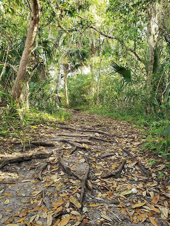 Tree roots creating natural artwork across the trail, proving Mother Nature never needs a gallery showing.