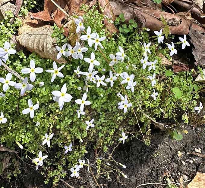 Delicate wildflowers dot the forest floor, adding splashes of white to the endless green.