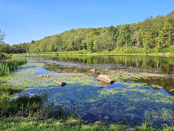 This serene pond reflects surrounding hills perfectly, creating a mirror image that would make Monet reach for his brushes.