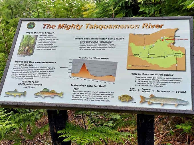 Everything you wanted to know about why this river looks like it raided a root beer factory explained.