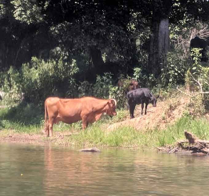 Local livestock enjoying the creek proves even the cows know this is prime Alabama real estate.