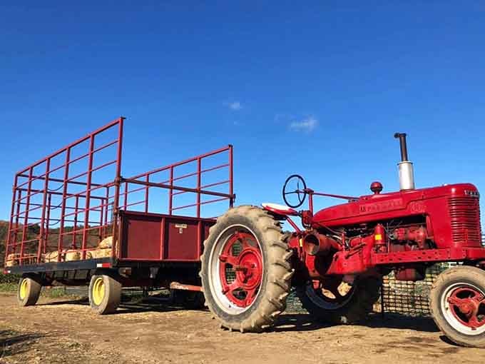 This vintage red tractor isn't just for show; it's a working reminder of farming's honest, no-nonsense roots and charm.