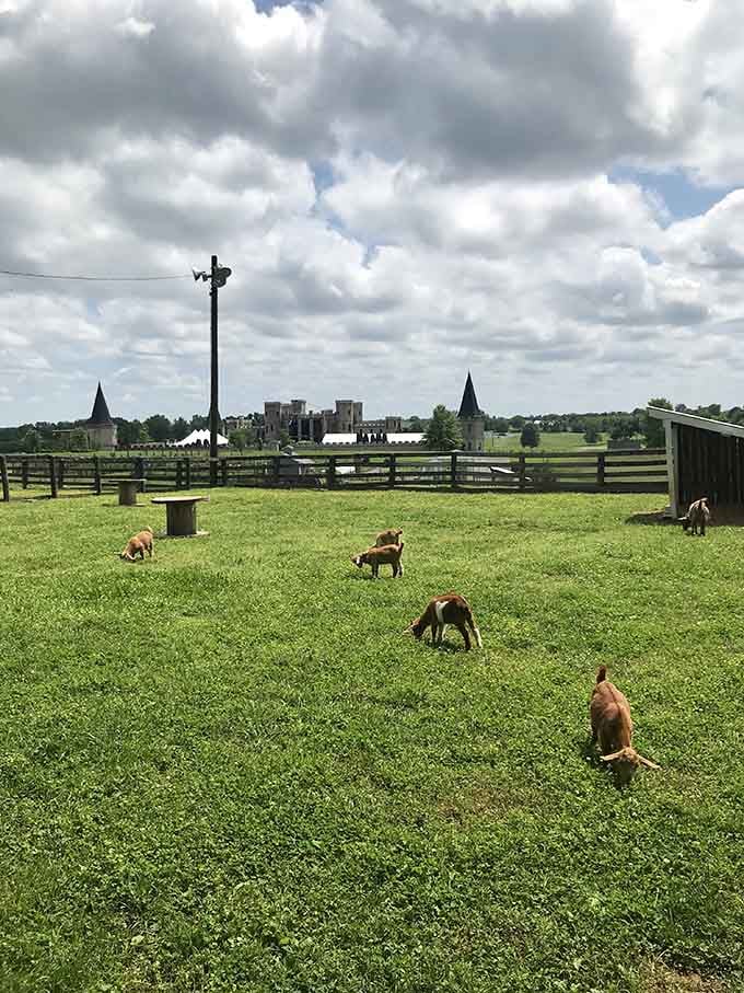 Goats grazing peacefully in the shadow of castle walls, living their best fairy tale lives without the drama.